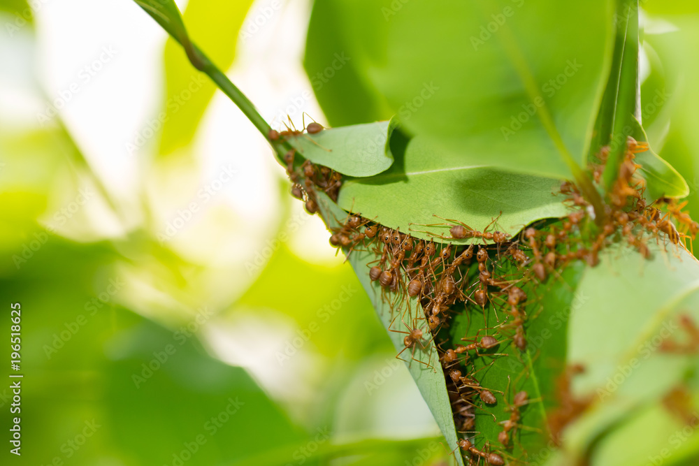 Ant action pulling green leaf.Ant bridge unity team,Concept team work ...