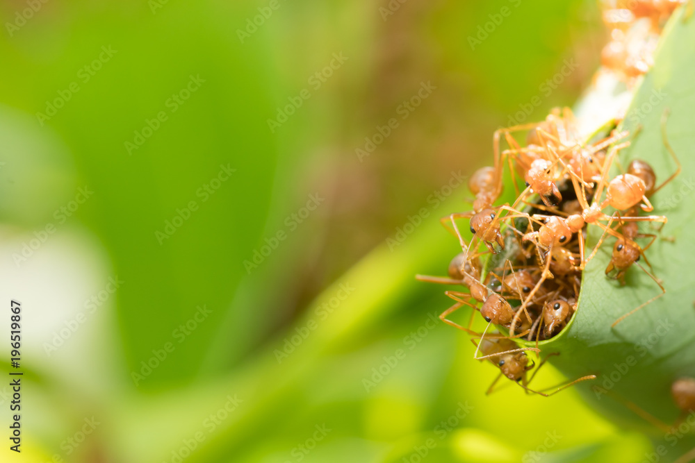 Ants action pulling green leaf.Ant bridge unity team,Concept team work ...