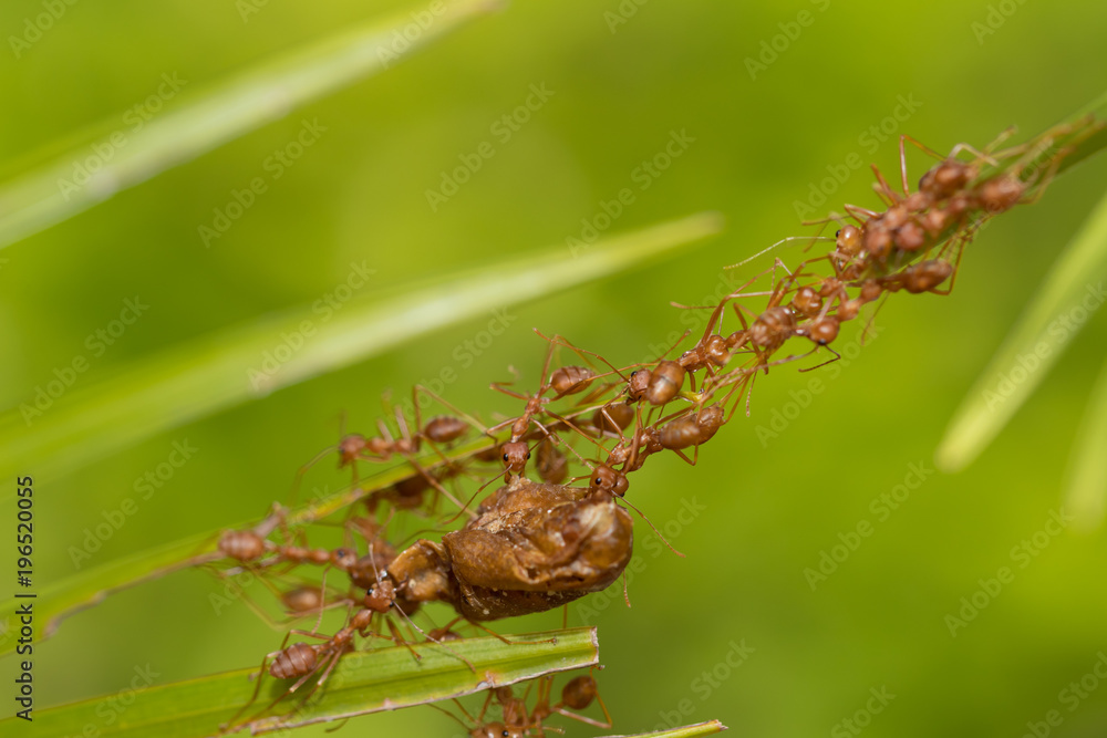 Ants action pulling green leaf.Ant bridge unity team,Concept team work ...