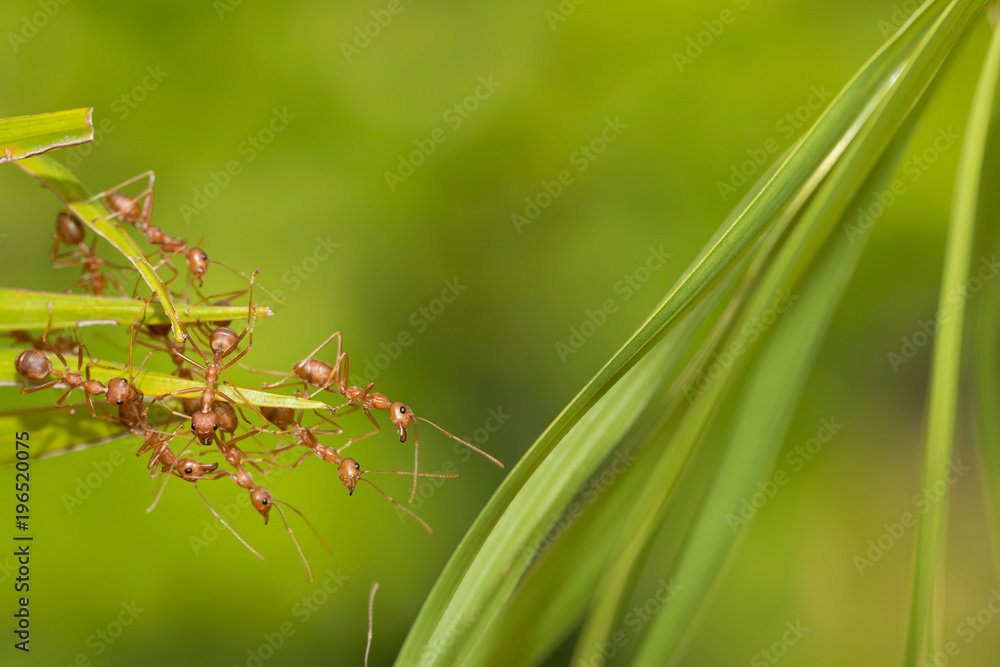 Ants action pulling green leaf.Ant bridge unity team,Concept team work ...