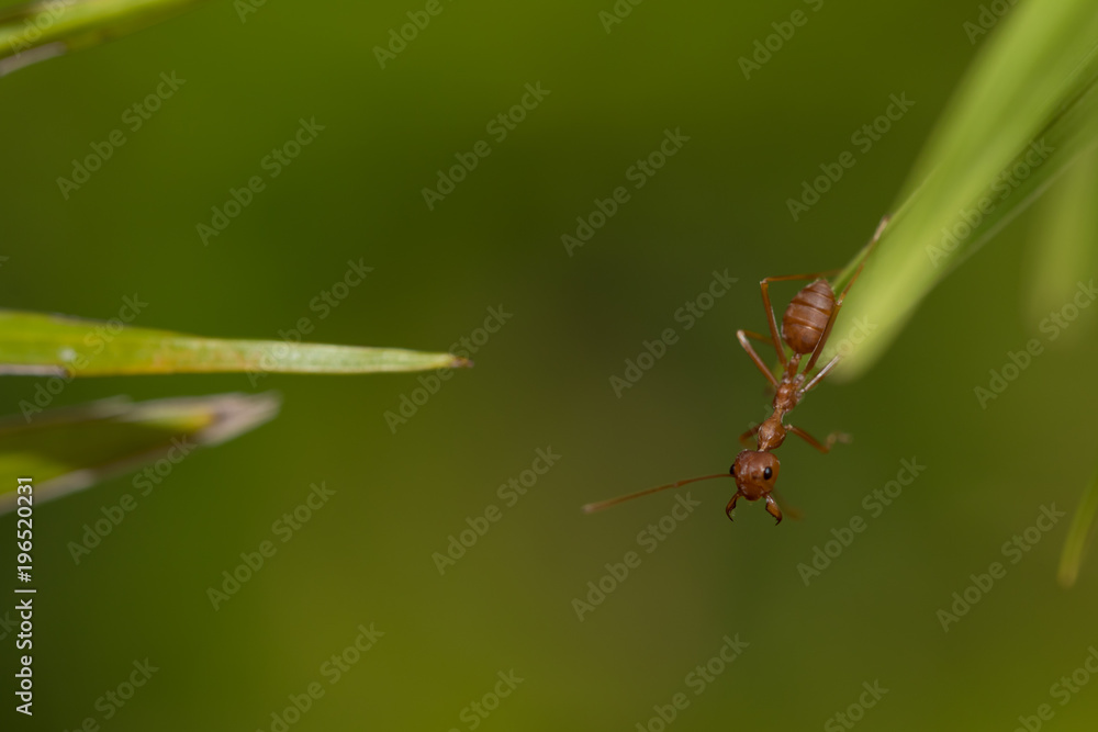 Ants action pulling green leaf.Ant bridge unity team,Concept team work ...