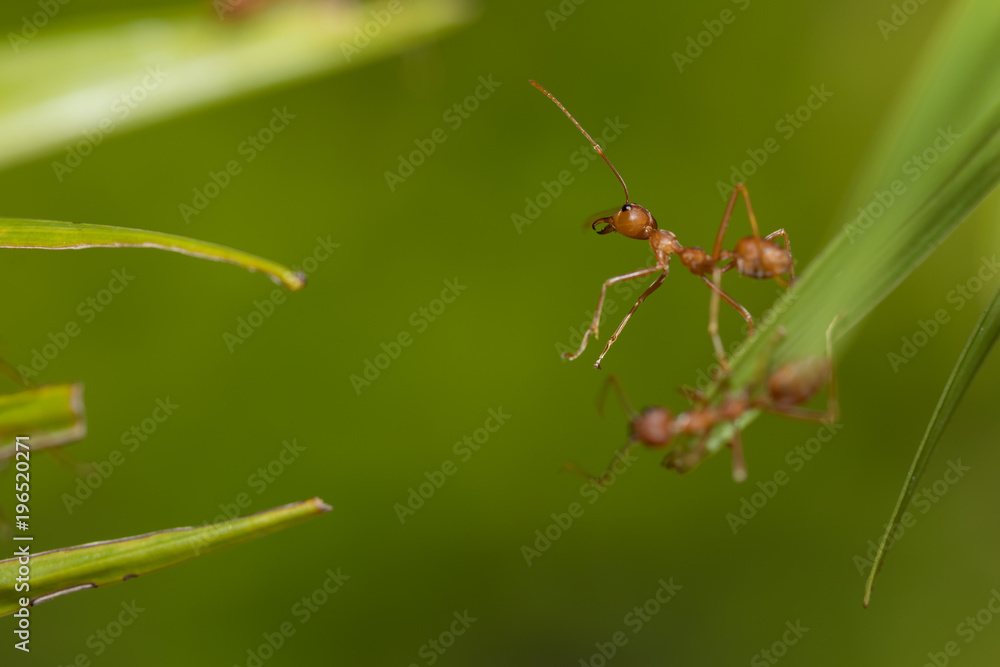 Ants action pulling green leaf.Ant bridge unity team,Concept team work ...