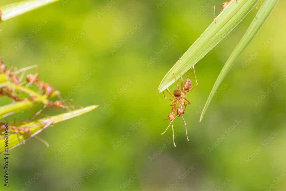 Ants action pulling green leaf.Ant bridge unity team,Concept team work ...