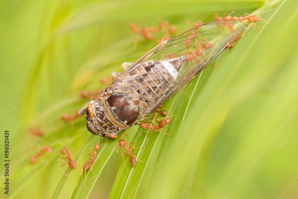Ants action pulling green leaf.Ant bridge unity team,Concept team work ...