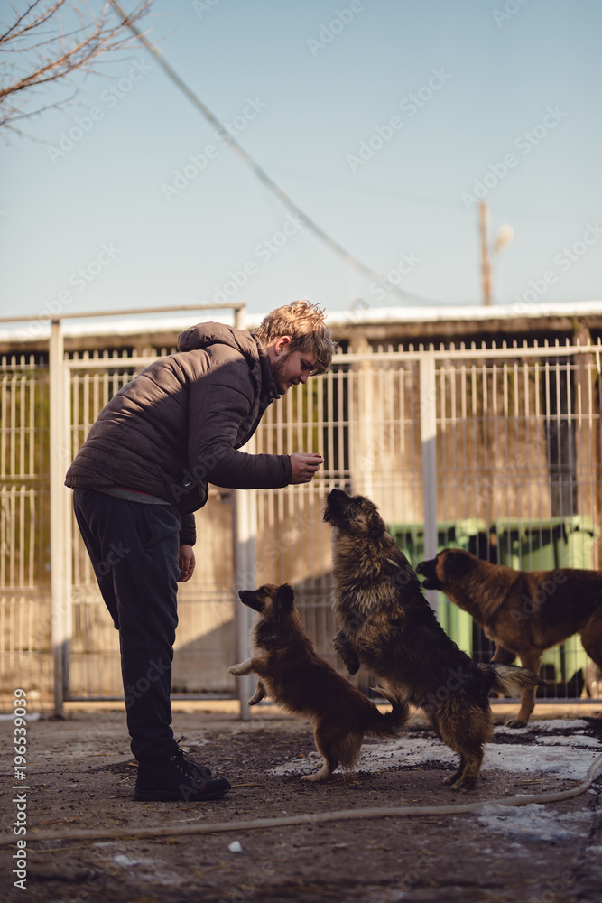 Vet help in the rehabilitation of dogs on the street, the dog stood up ...