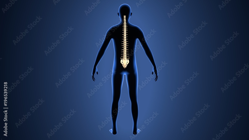 3d illustration of human body spinal bone anatomy ilustração do Stock ...