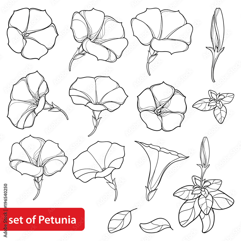 Vector set with outline Petunia flower bunch, leaves and bud in black ...