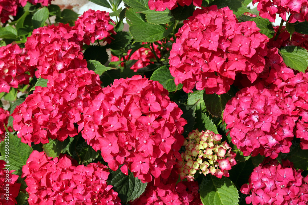 Flowering hydrangea with large, bright pink flowers. Close-up. Stock ...