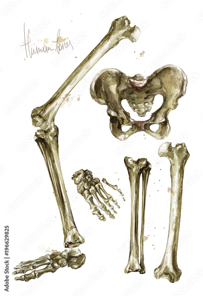Human Bones. Watercolor Illustration. Stock Illustration | Adobe Stock