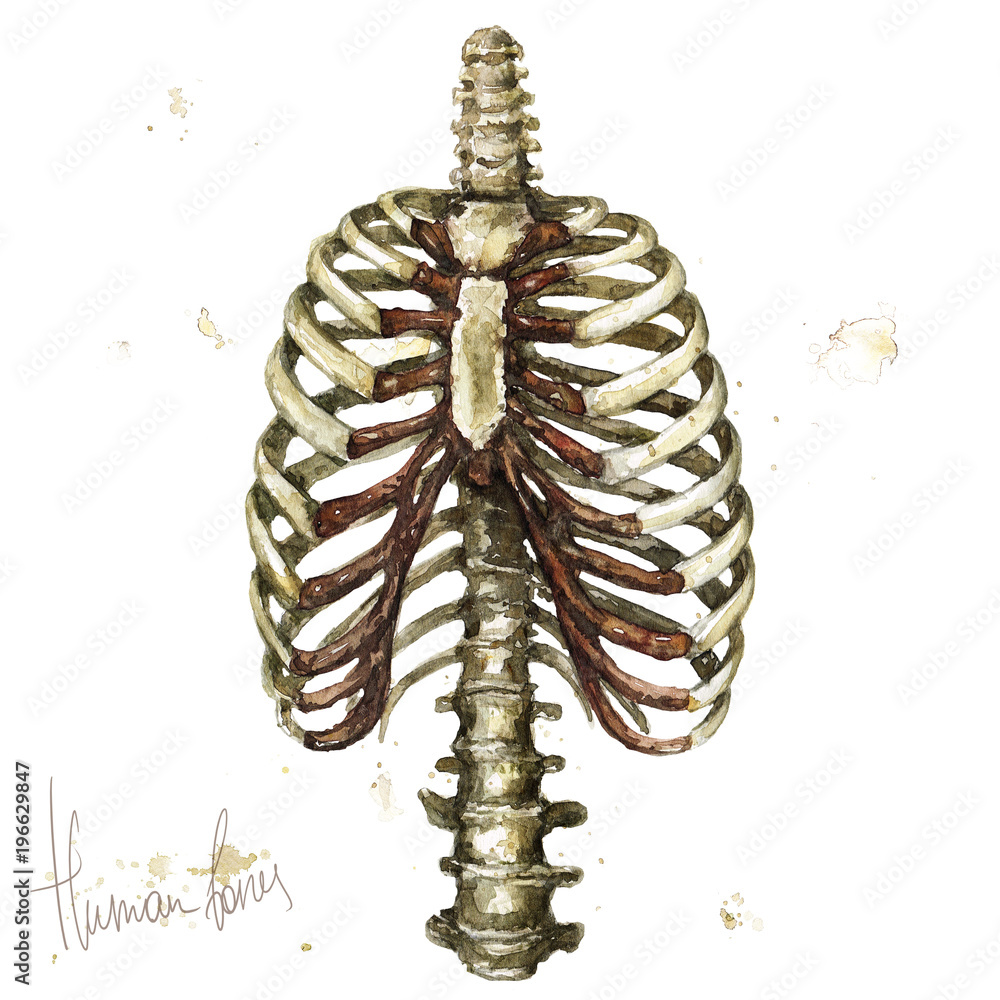 Human Bones. Watercolor Illustration. Stock Illustration | Adobe Stock