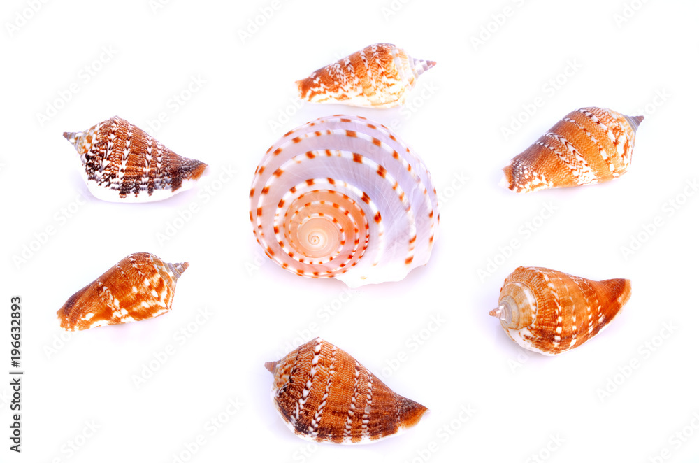 Shell isolated on white background Stock Photo | Adobe Stock