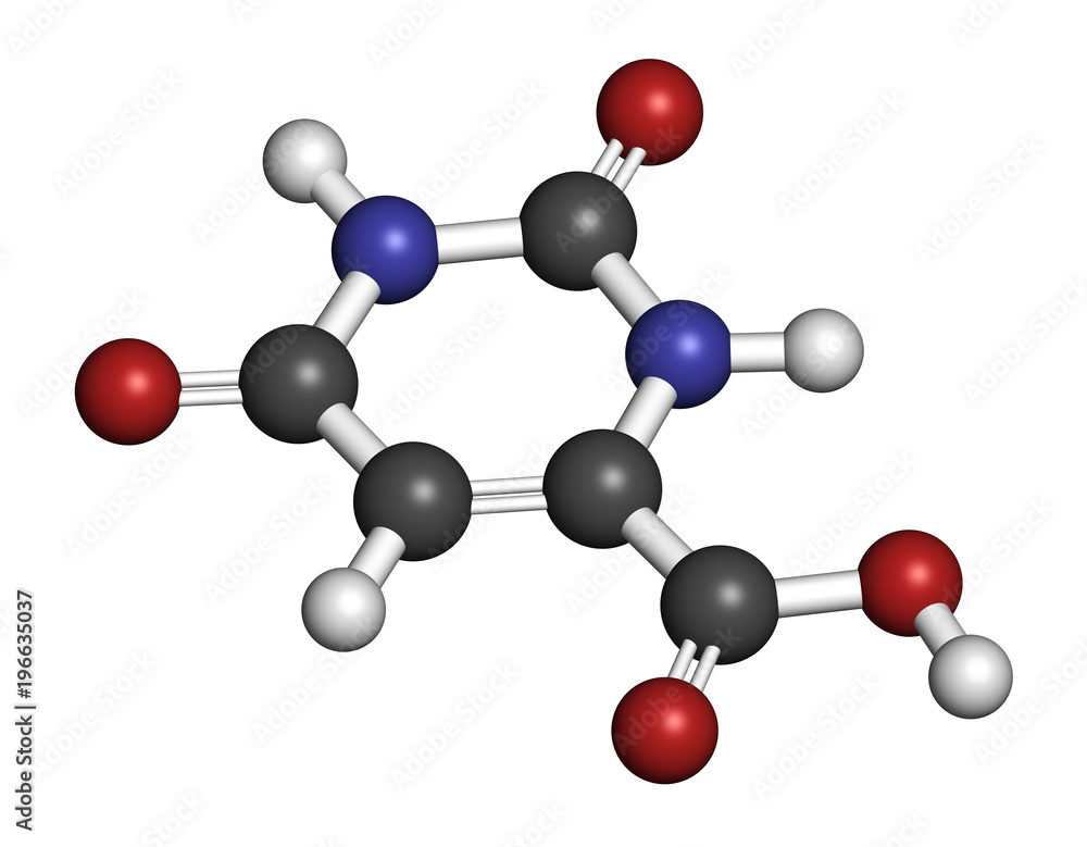 Orotic acid molecule. 3D rendering. Atoms are represented as spheres ...