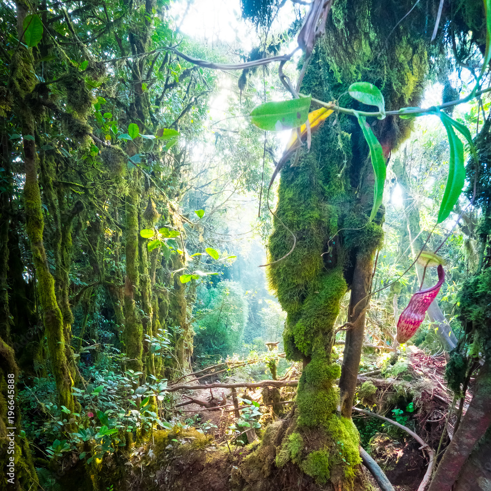 Fantasy mystical tropical mossy forest with amazing jungle vegetation ...