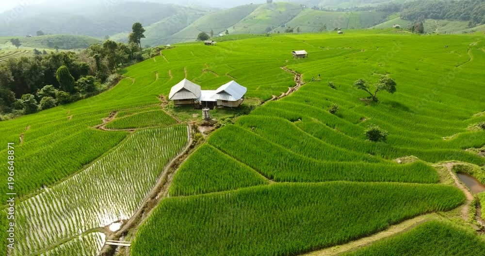 Asian rice field terrace on mountain side, lush agriculture land. Rice ...