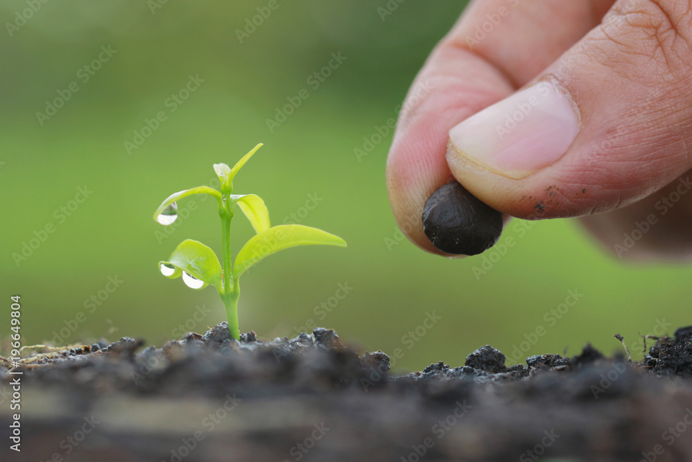 Seedlings are grown from the ground and Hand planting a seed in soil ...