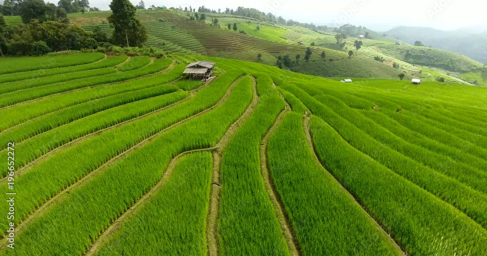 Asian rice field terrace on mountain side, lush agriculture land. Rice ...