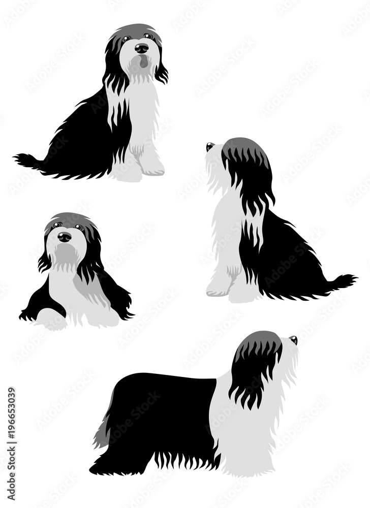 Vector illustration of Bearded Collie in different poses isolated on ...