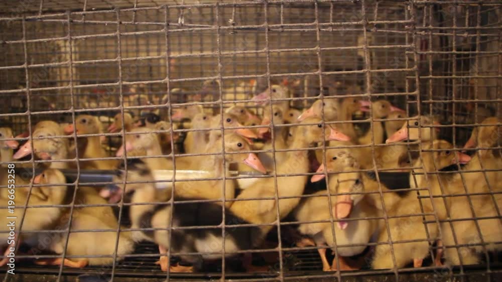 Ducks in a cage on a farm. The farming of ducks for meat Stock Video ...