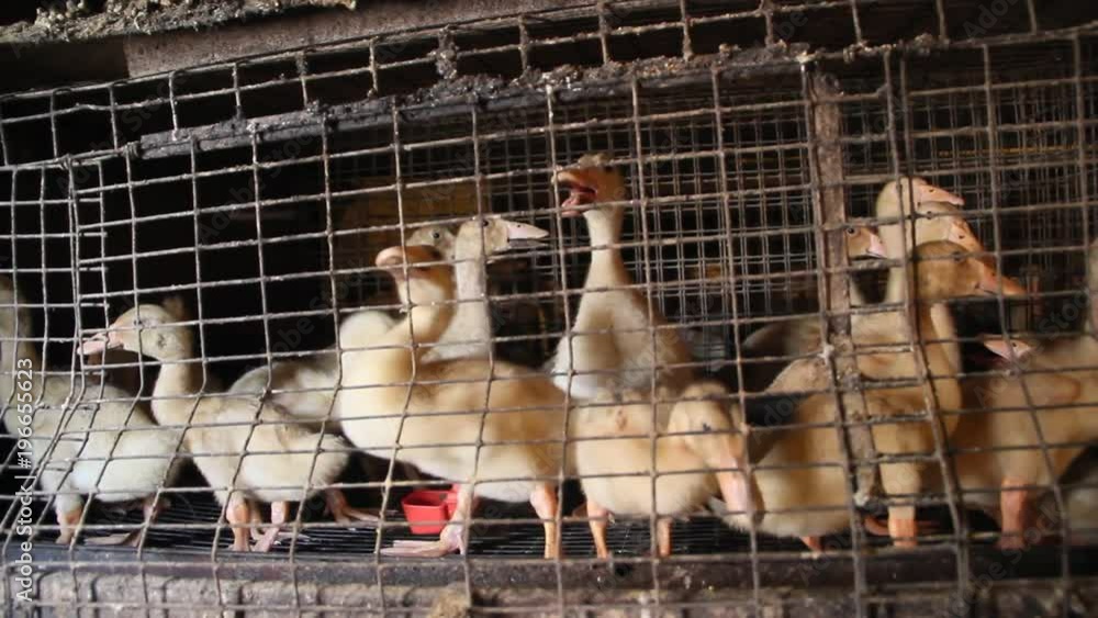 Ducks in a cage on a farm. The farming of ducks for meat Stock Video ...
