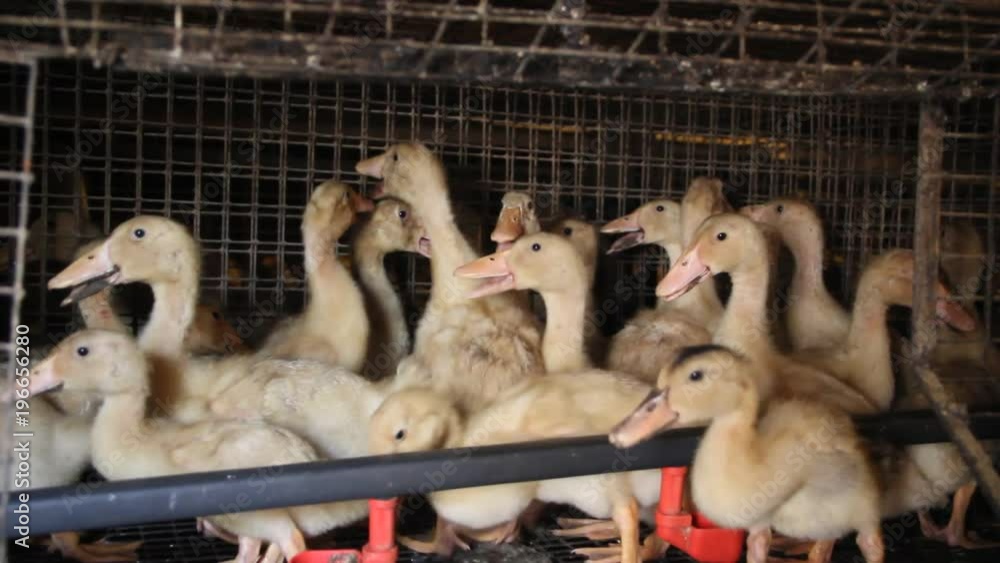 Ducks in a cage on a farm. The farming of ducks for meat Stock Video ...