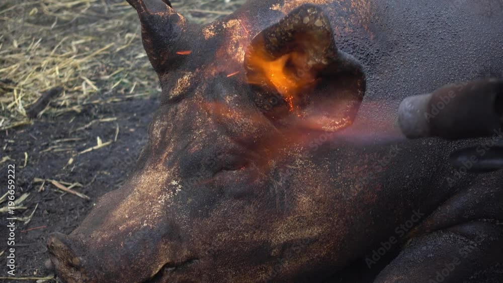 Vidéo Stock Traditional village pig slaughter in eastern European ...