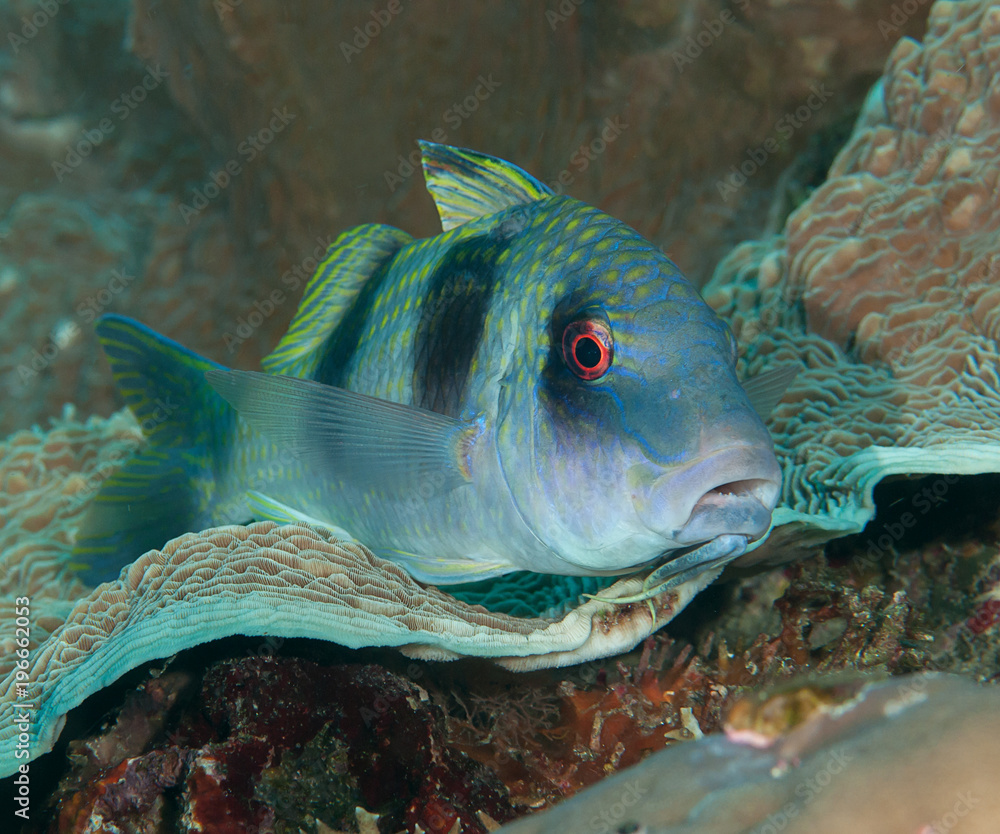 Double-bar goatfish ( Parupeneus bifasciatus ) cleaned by cleaner ...