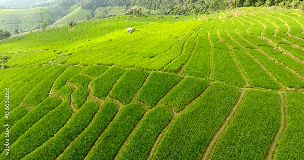 Asian rice field terrace on mountain side, lush agriculture land. Rice ...