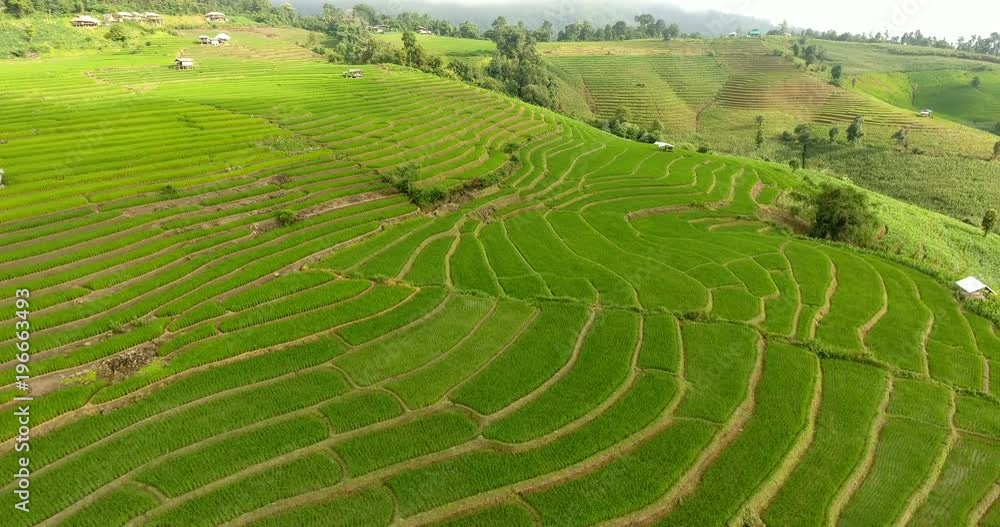 Asian rice field terrace on mountain side, lush agriculture land. Rice ...