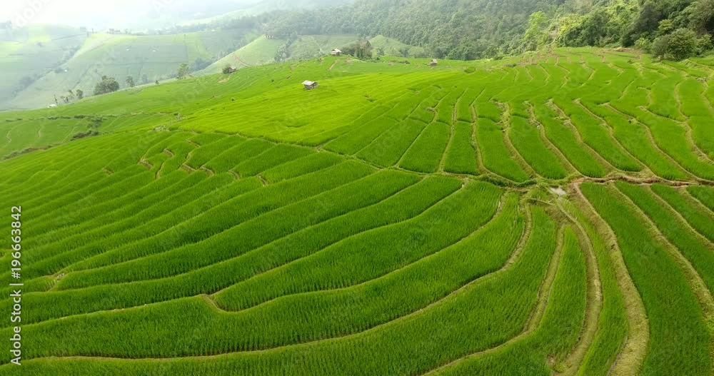 Asian rice field terrace on mountain side, lush agriculture land. Rice ...