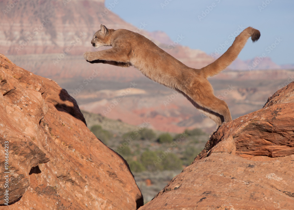 A young cougar jumping from one red sandstone boulder to another with a ...