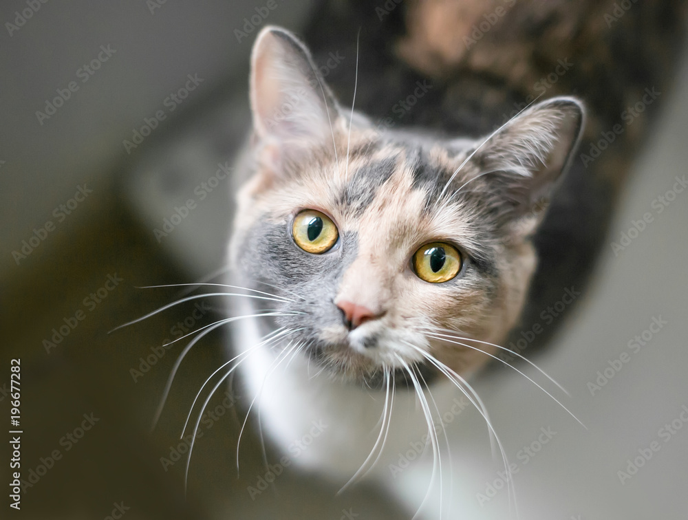 Dilute Calico With Blue Eyes