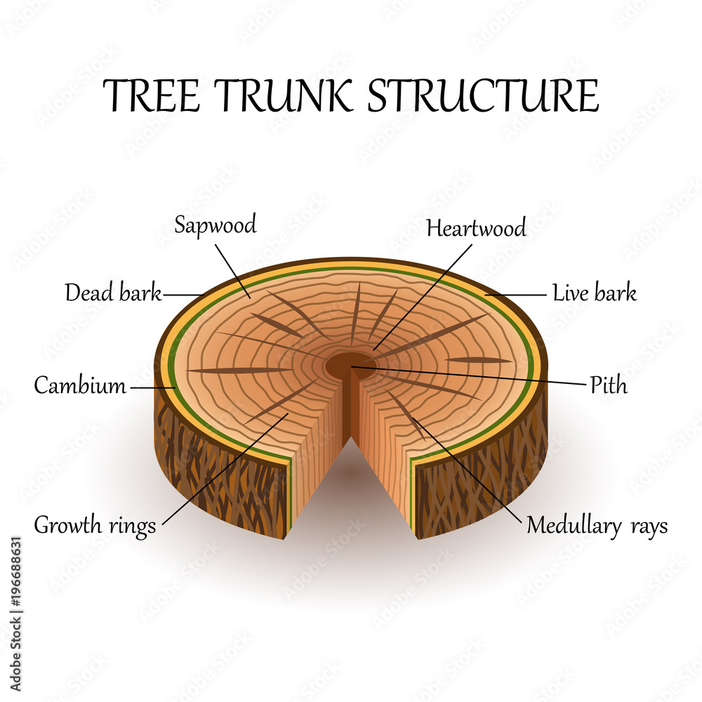 Cross Section Of A Tree