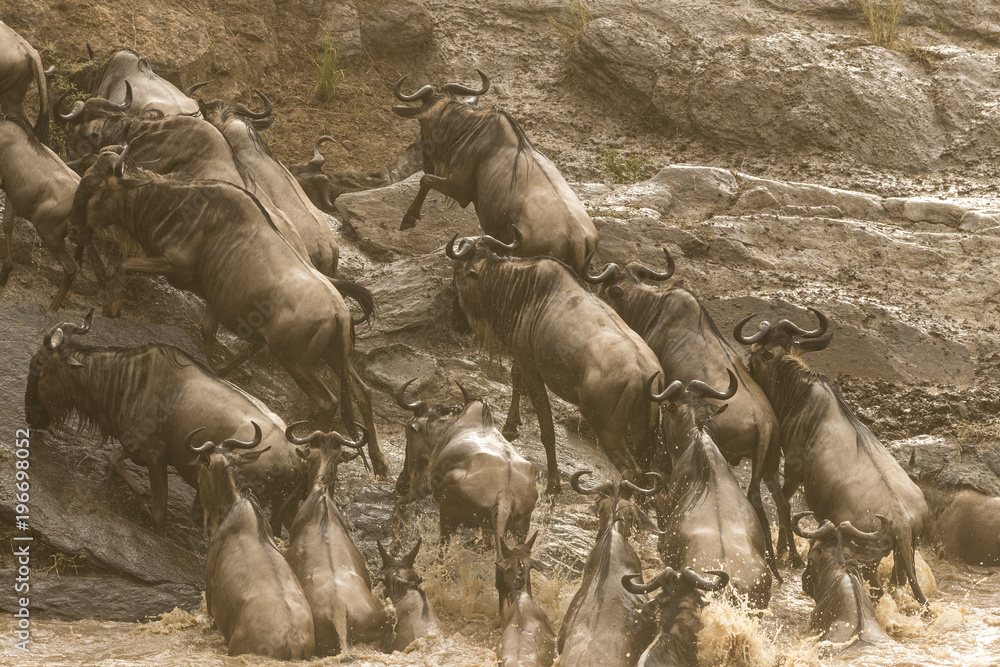 Wildebeest crossing the Mara River in the Great Migration Stock Photo ...