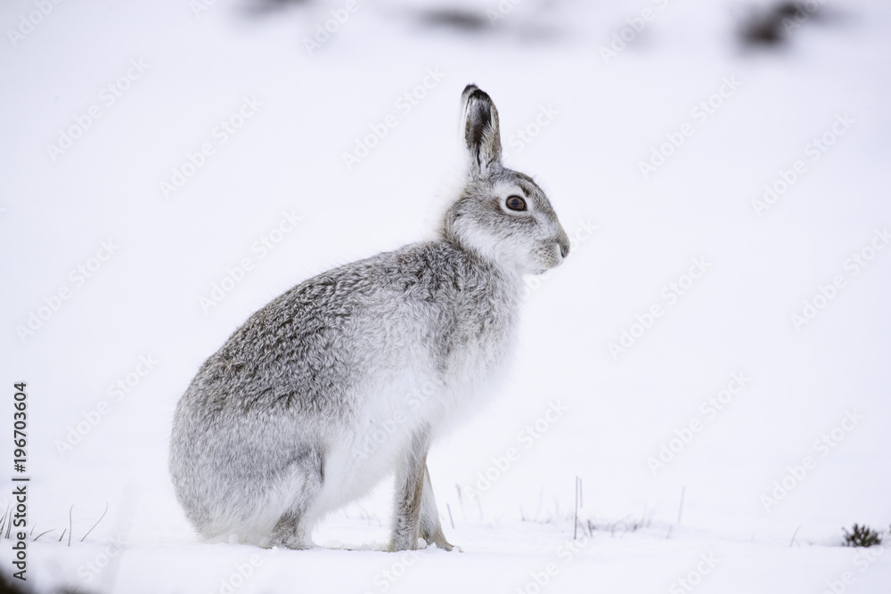White mountain hare sitting on snow in the cairngorms of Scotland ...