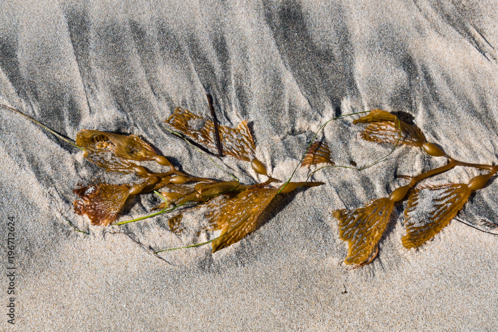 Giant Kelp On Beach