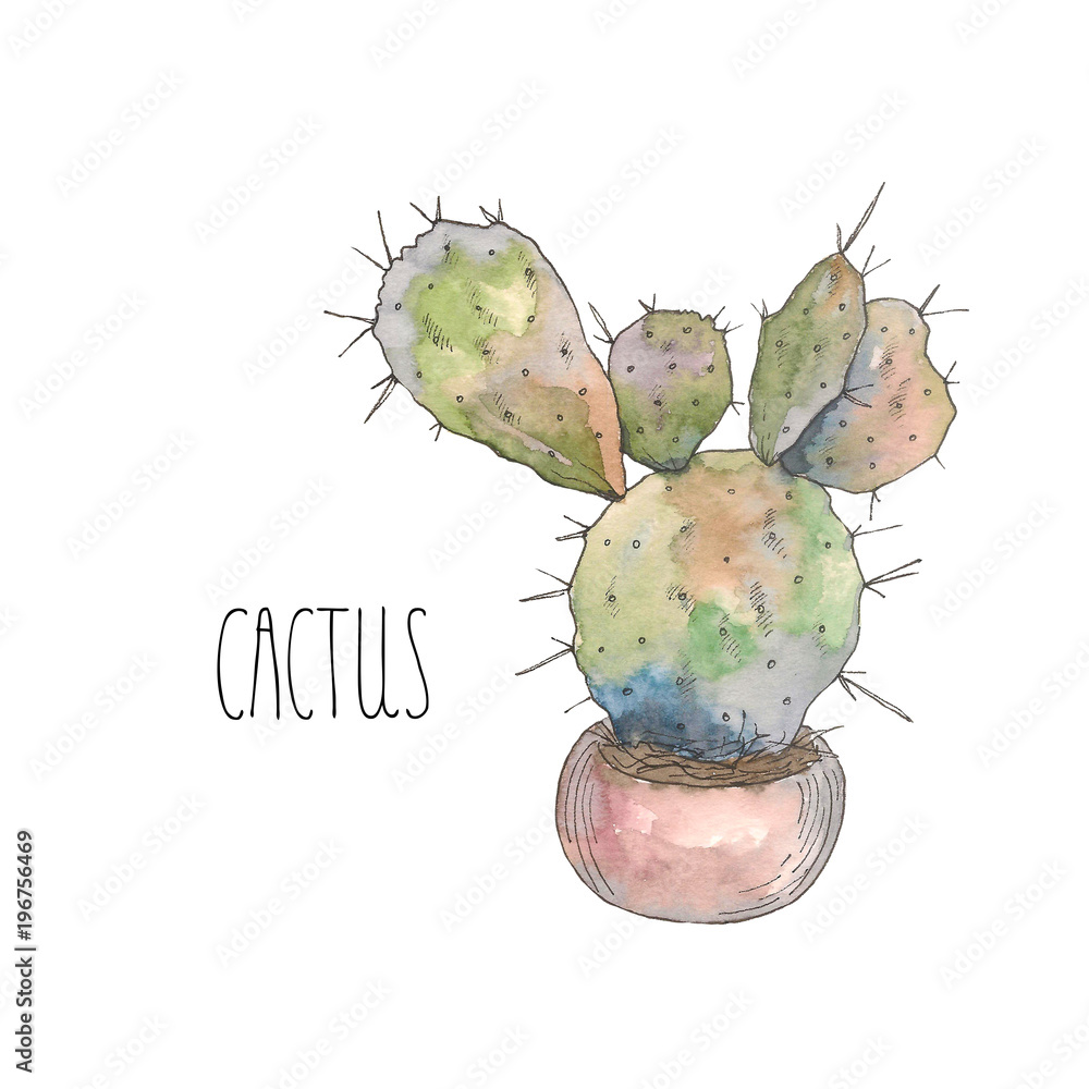 Cactus Botanical Drawing