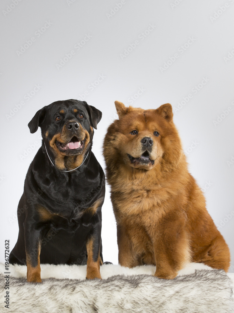 Can A Chow Chow And A Rottweiler Be Friends