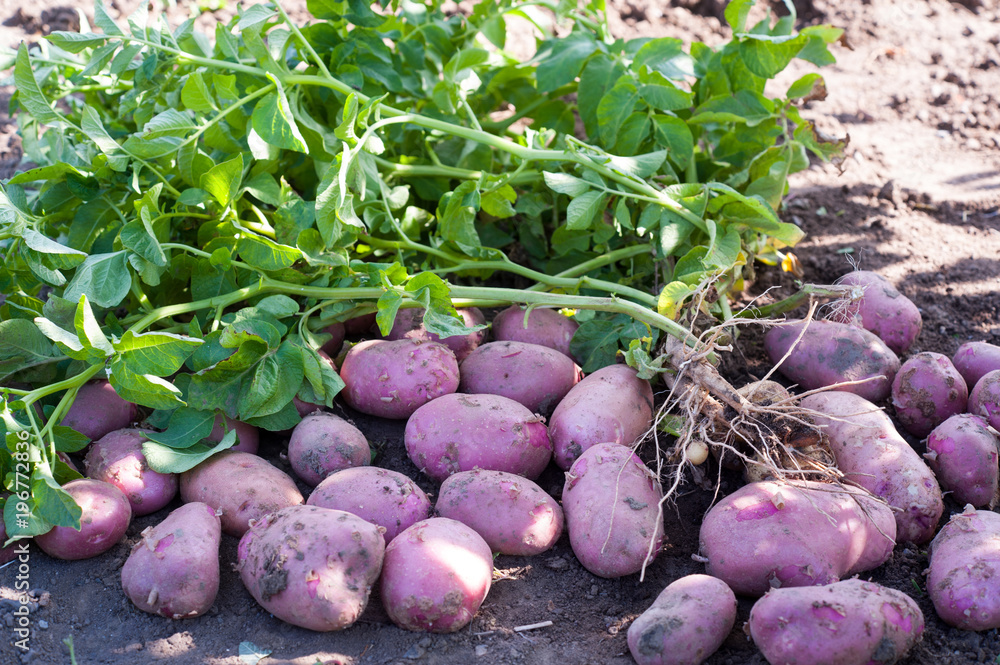 Charming farm girl dug young potato of pink color from the ground. A ...