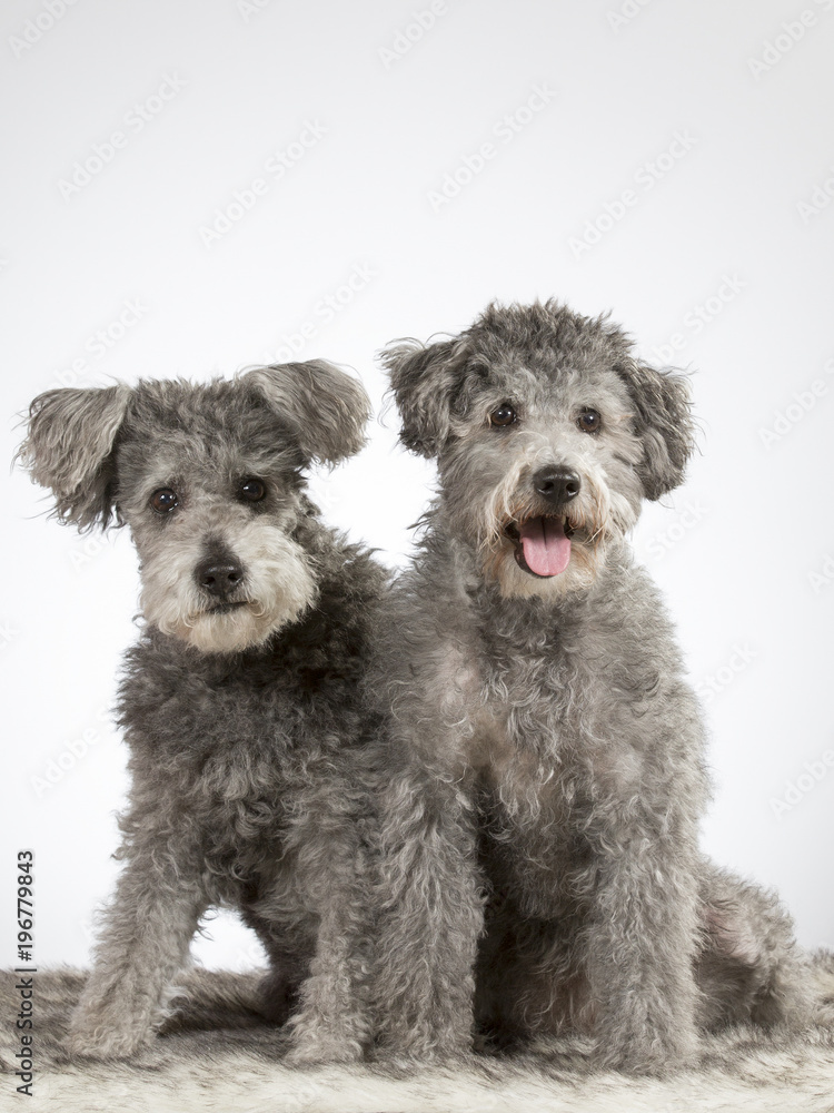 Two pumi dogs in a studio. The breed is also known as Hungarian ...
