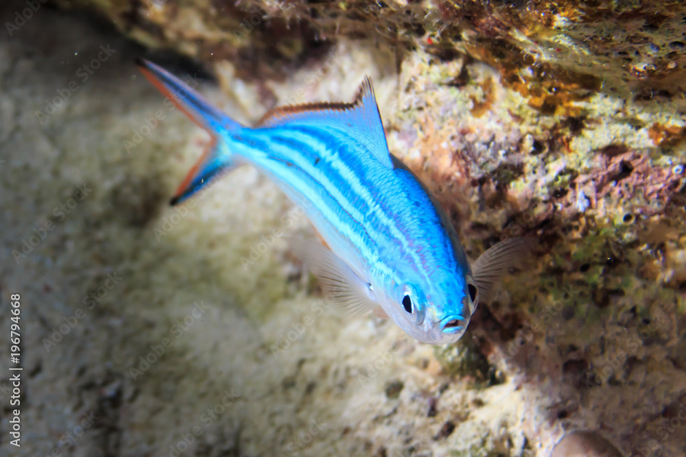 Blue fish in the coral reef. Fish of the red sea Stock Photo | Adobe Stock