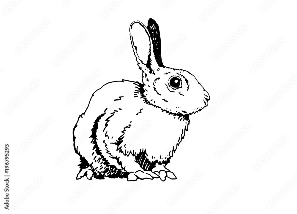 Graphical sketch of rabbit isolated on white background,vector ...
