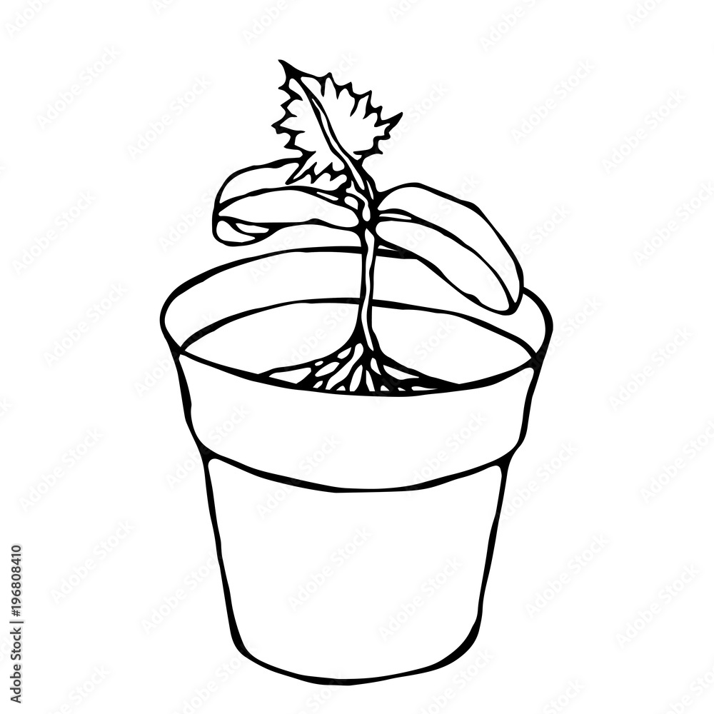 Drawing Flower Pot With Soil