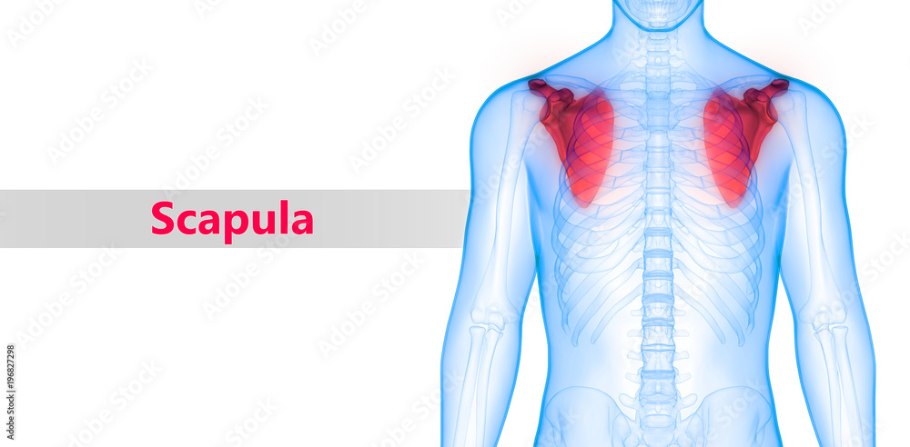 Human Skeleton System Scapula Anatomy Stock Illustration | Adobe Stock