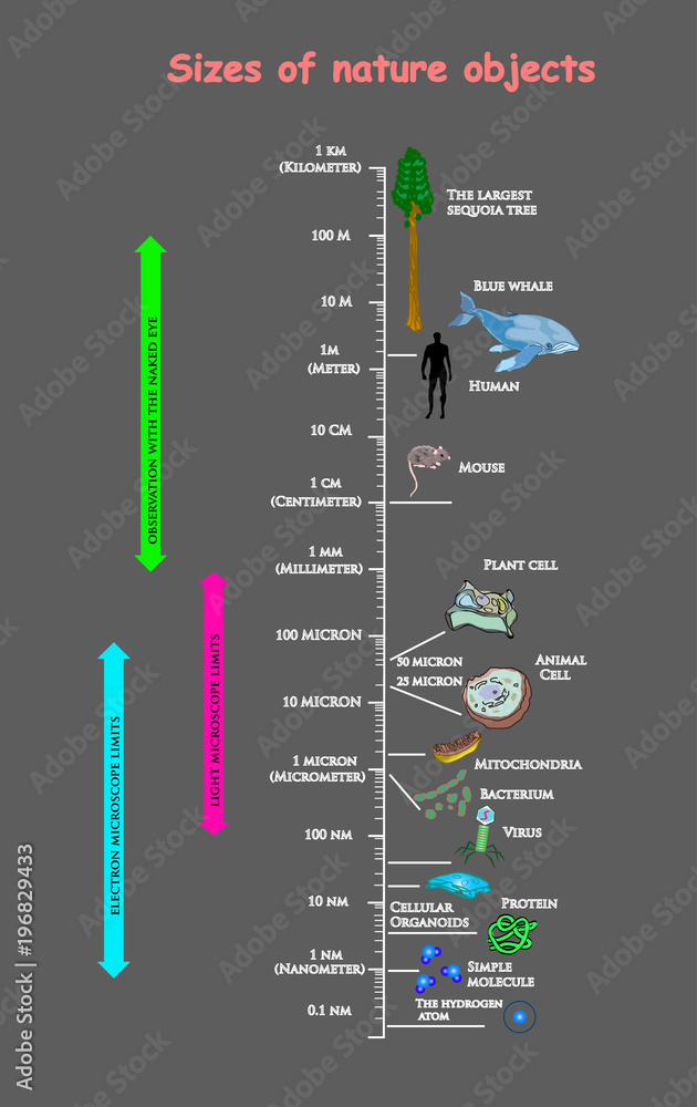 sizes and dimension of nature objects grey. educational vector ...