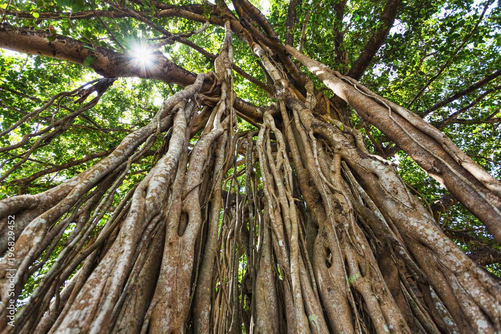 sacred tree in the jungle. India. Goa Stock Photo | Adobe Stock