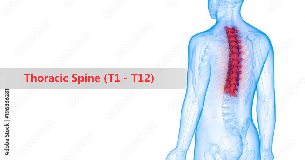 Human Skeleton System Thoracic Spine Anatomy Stock Illustration | Adobe ...