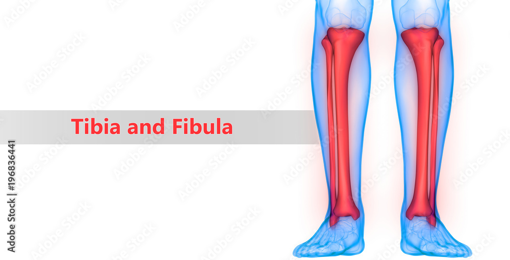 Tibia And Fibula On Skeleton