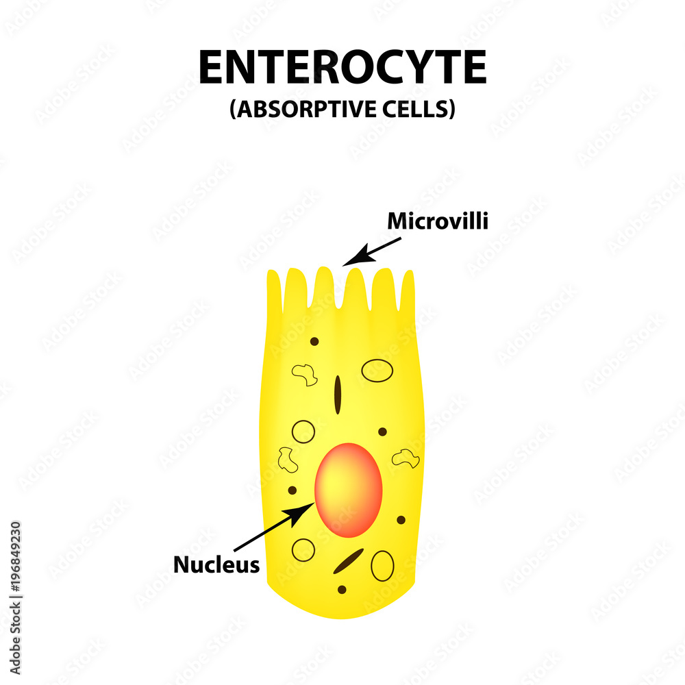 Structure of the enterocyte. absorptive cells intestine. Infographics ...