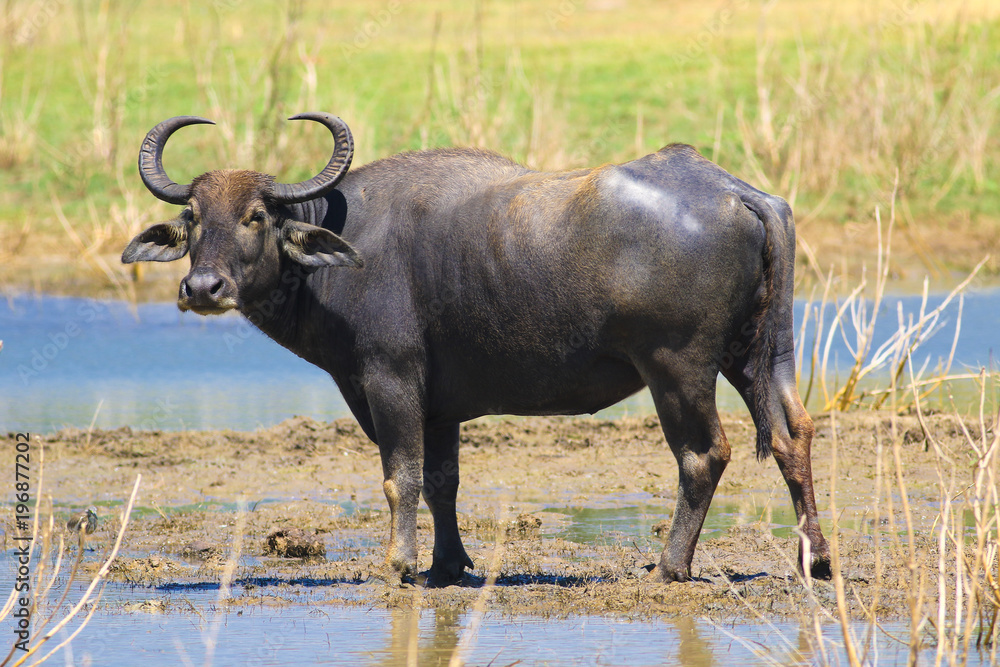 Wild water buffalo Bubalus bubalis in Yala national park 素材庫相片 | Adobe Stock