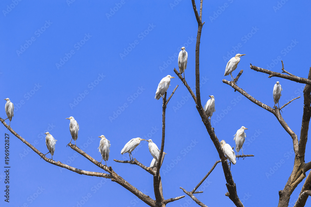 Eastern great egret Stock Photo | Adobe Stock